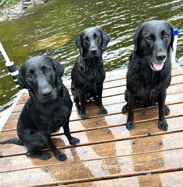 August 2024: The 4-legged “stars” of P&A for National Dog Month ...